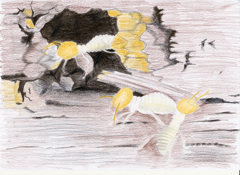 3 of Wands drawing of Termites working - Linda Ursin - Mythical Artist