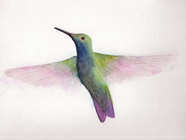 Hummingbird Facts, Folklore and Spirit Animal Info by Linda Ursin