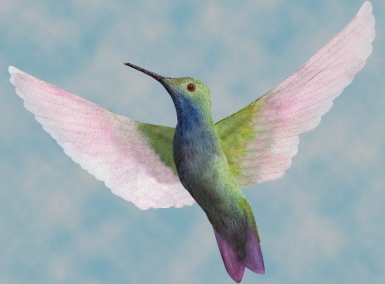 Hummingbird Facts, Folklore and Spirit Animal Info by Linda Ursin